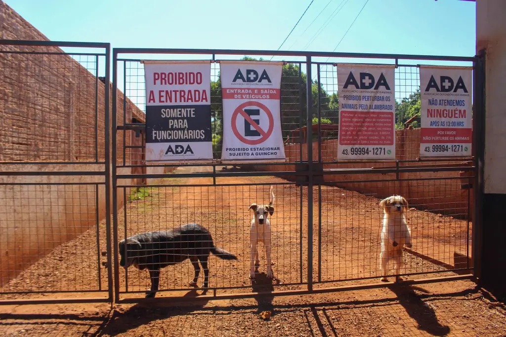Vereadora Anne Ada é indiciada por crime ambiental e maus-tratos a ...